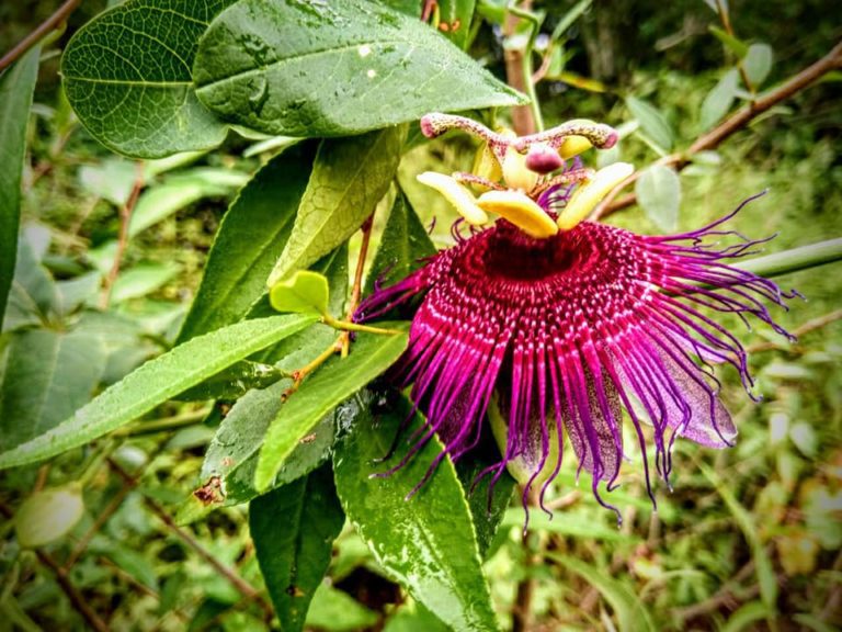 Conoce el Parque Nacional Río Pilcomayo en Formosa, uno de los más ...