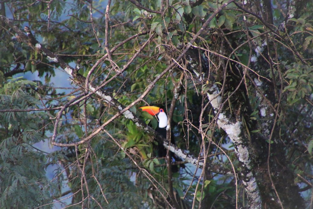 Selva Misionera: el valor oculto de las áreas naturales - NEA HOY